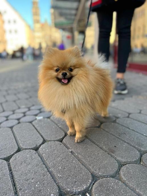 POMERANAC PEDIGREE / Pomerian Boo