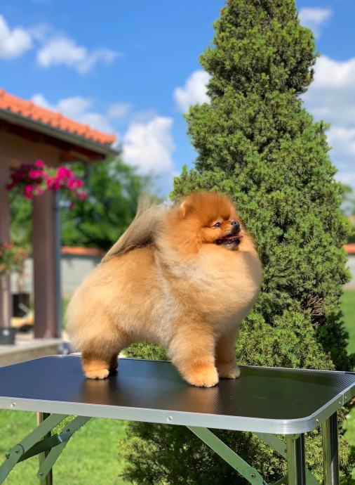 Pomeranci najviseg kvaliteta najboljih krvnih linija