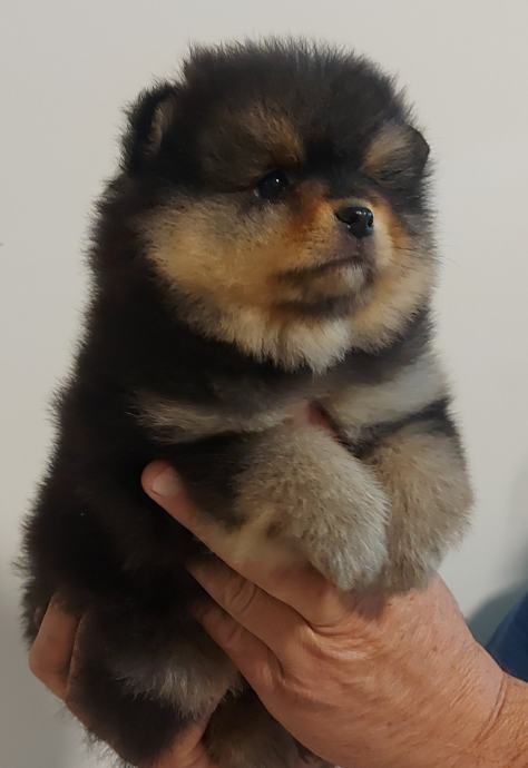 Pomeranci VRHUNSKI kvalitet