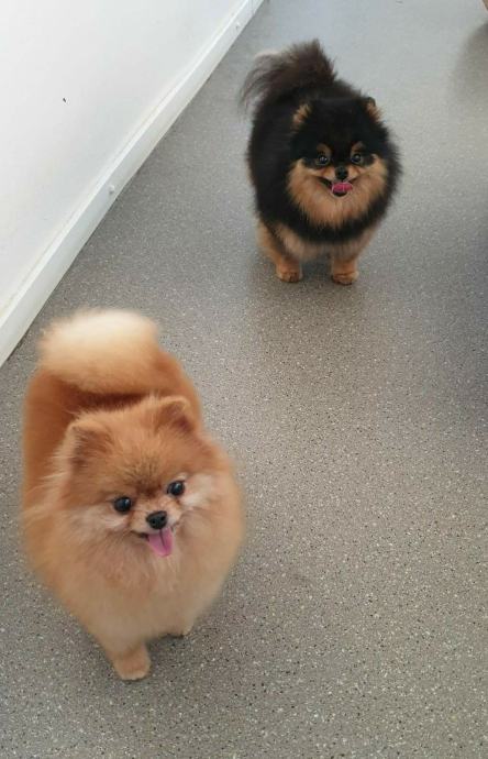 POMERANSKI ŠPIC, POMERANAC, BOO