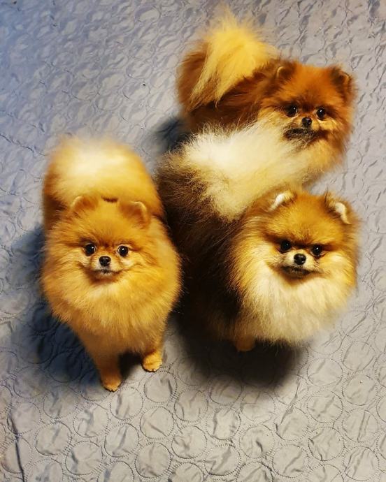 POMERANSKI ŠPIC, POMERANAC, BOO