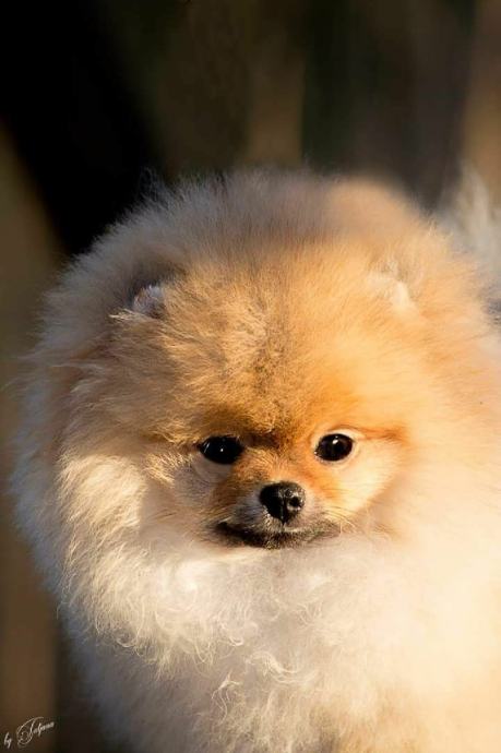 POMERANSKI ŠPIC, POMERANAC, BOO