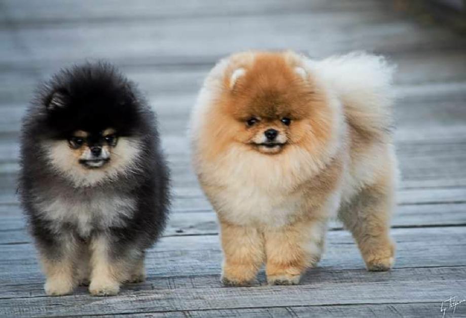 POMERANSKI ŠPIC, POMERANAC, BOO