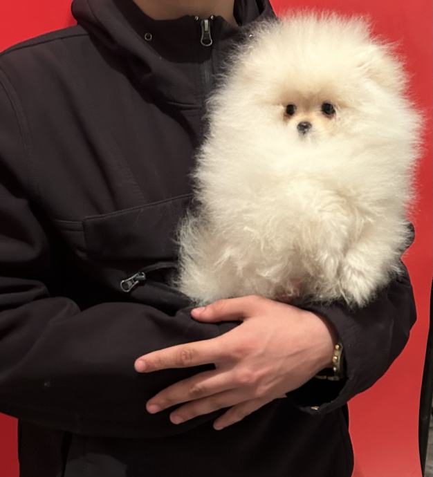 Pomeranci top musko stene