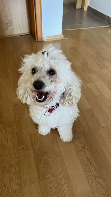 Prodaja Mini pudli i toy pudli Aprikot