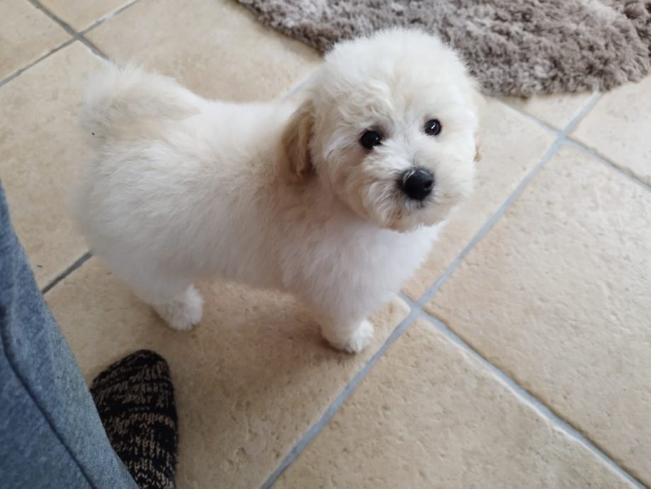 Prodaja Mini pudli i toy pudli Aprikot