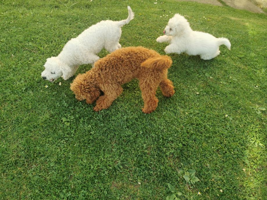 Prodaja Mini pudli i toy pudli Aprikot