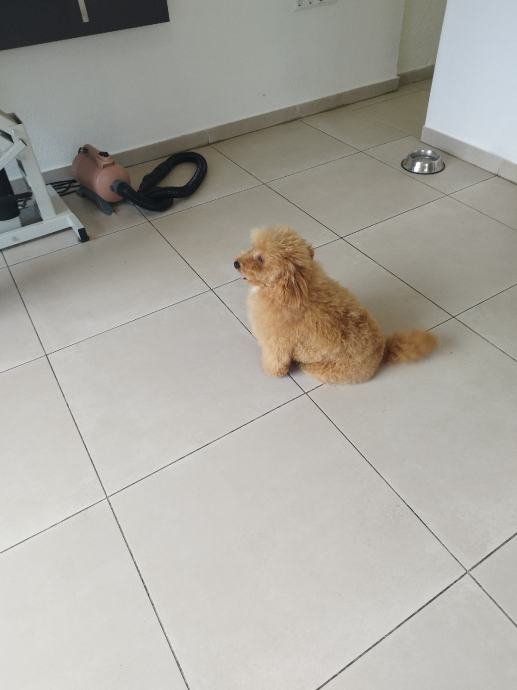 Prodaja Mini pudli i toy pudli Aprikot