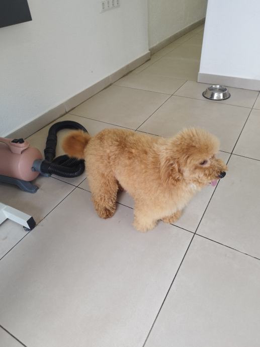 Prodaja Mini pudli i toy pudli Aprikot