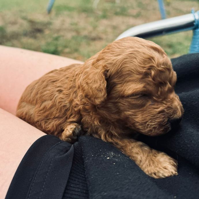 Prodaja Mini pudli i toy pudli Aprikot