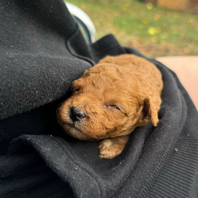 Prodaja Mini pudli i toy pudli Aprikot