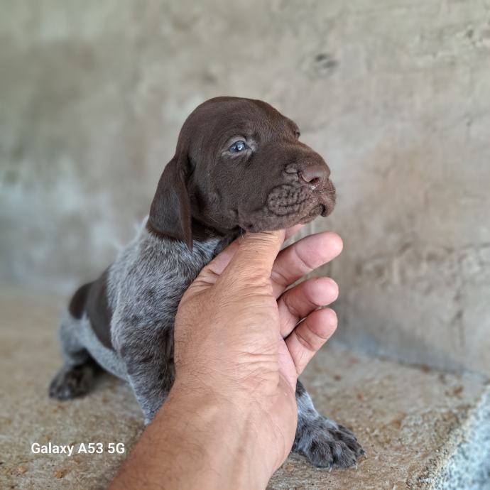 Prodaja Njemačkih kratkodlakih ptičara