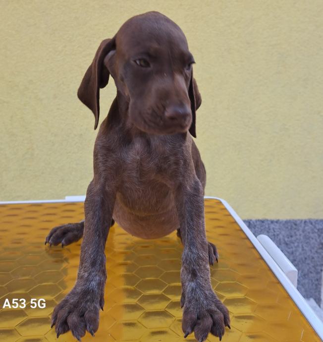 Prodaja Njemačkih kratkodlakih ptičara