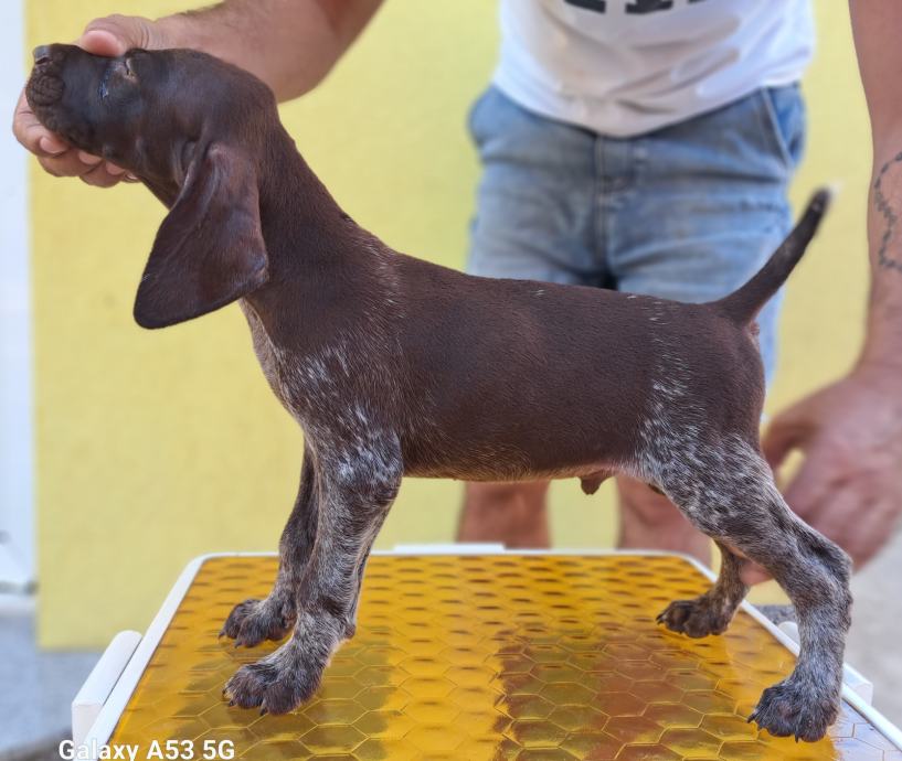 Prodaja Njemačkih kratkodlakih ptičara
