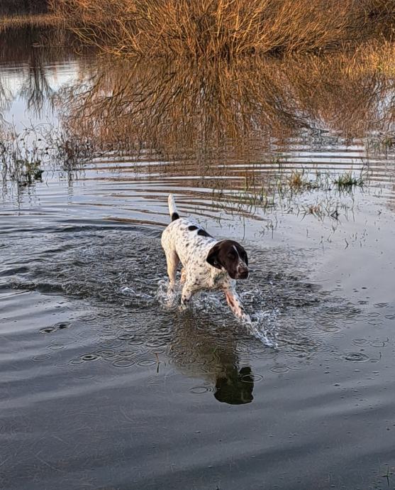 Prodaja Njemačkih ptičara