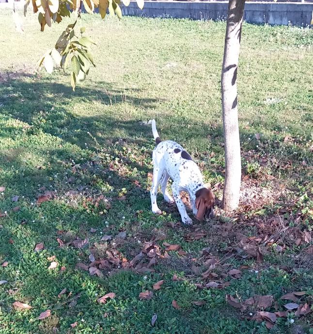Prodaja Njemačkih ptičara
