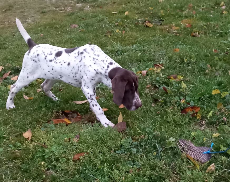 Prodaja Njemačkih ptičara