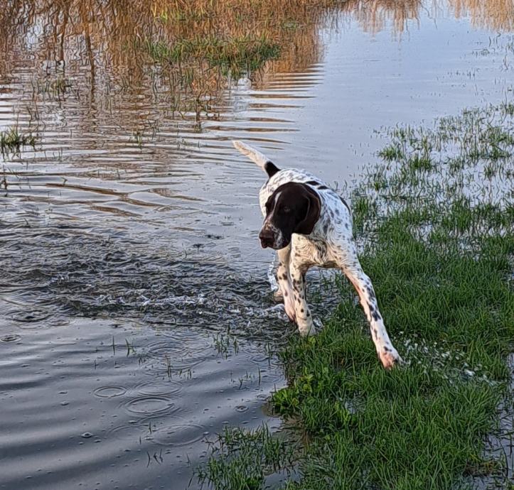Prodaja Njemačkih ptičara