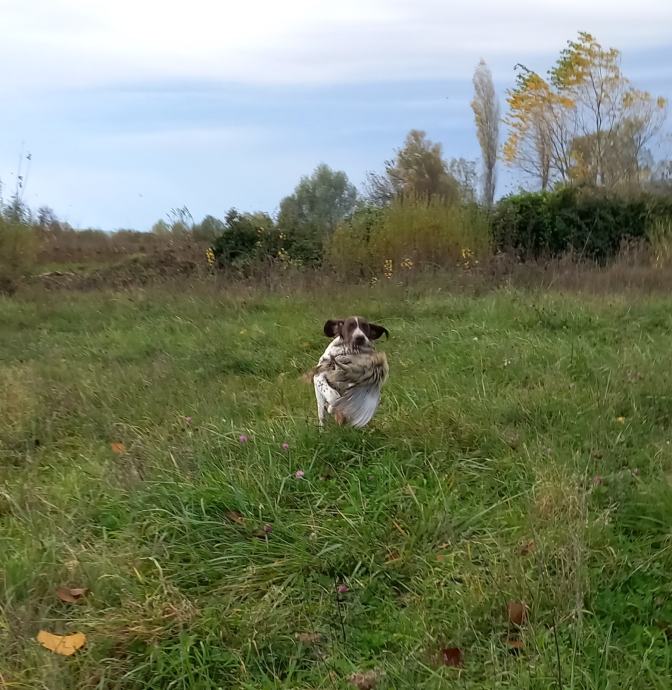 Prodaja Njemačkih ptičara