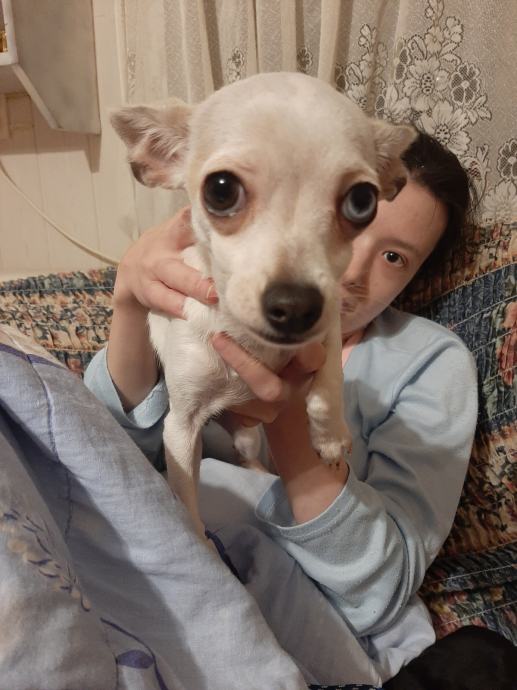Prodaje se čistokrvna Chihuahua