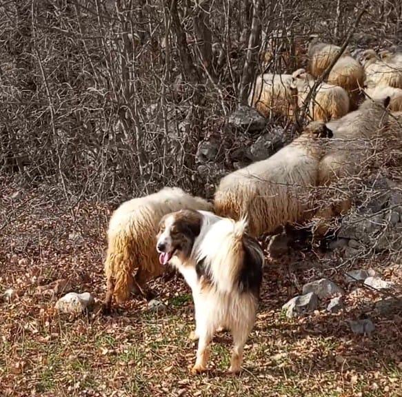 Prodaje se radni pas Tornjak s rodovnicom