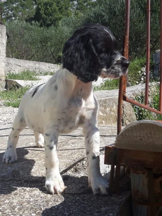 Prodajem stence bretonca