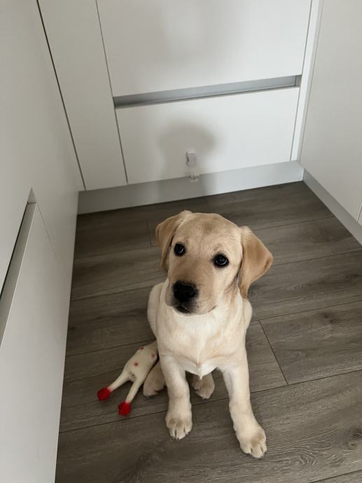 Prodajem štene labradora