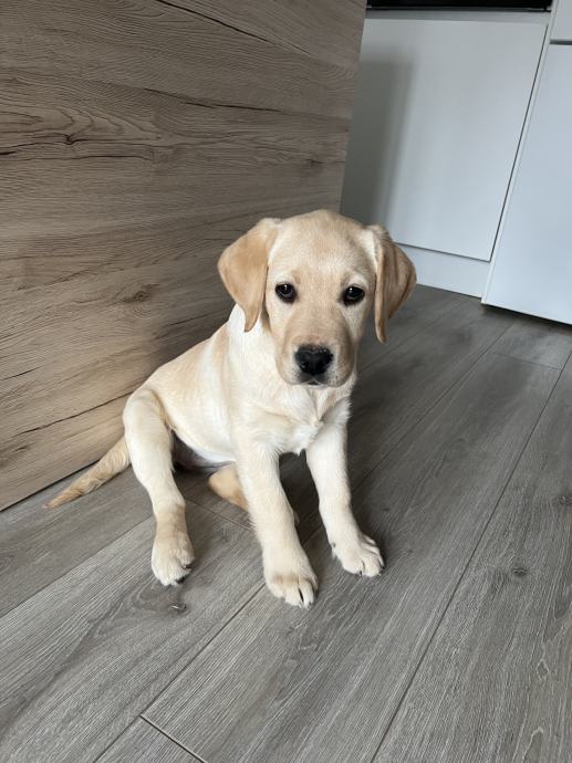 Prodajem štene labradora