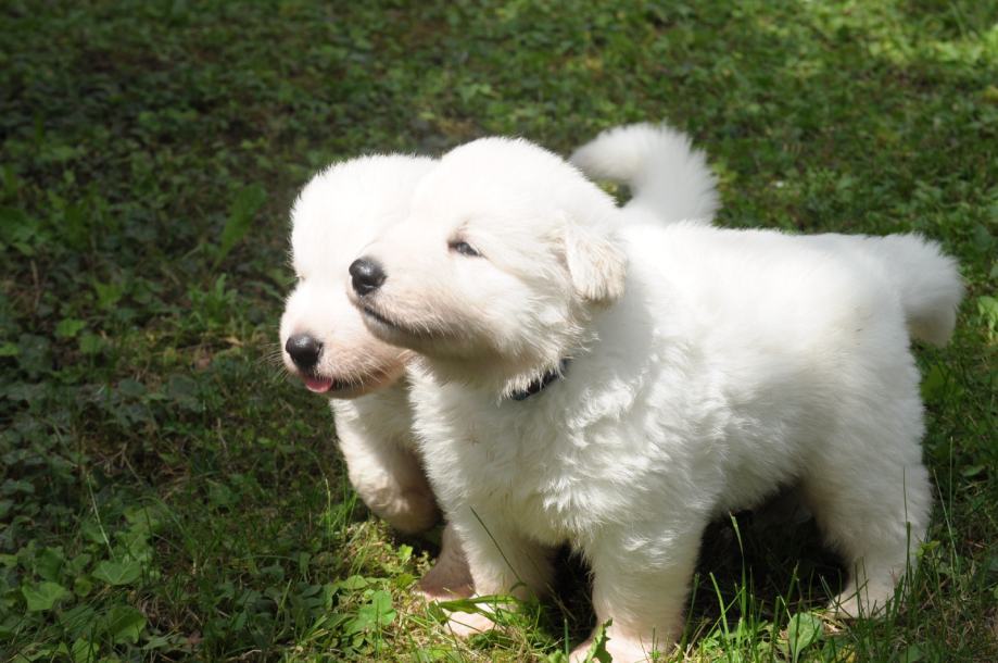 Bijeli švicarski ovčar s vrhunskim rodovnikom muško štene