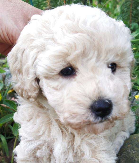 PUDL MALI - S RODOVNICOM - DEČKO