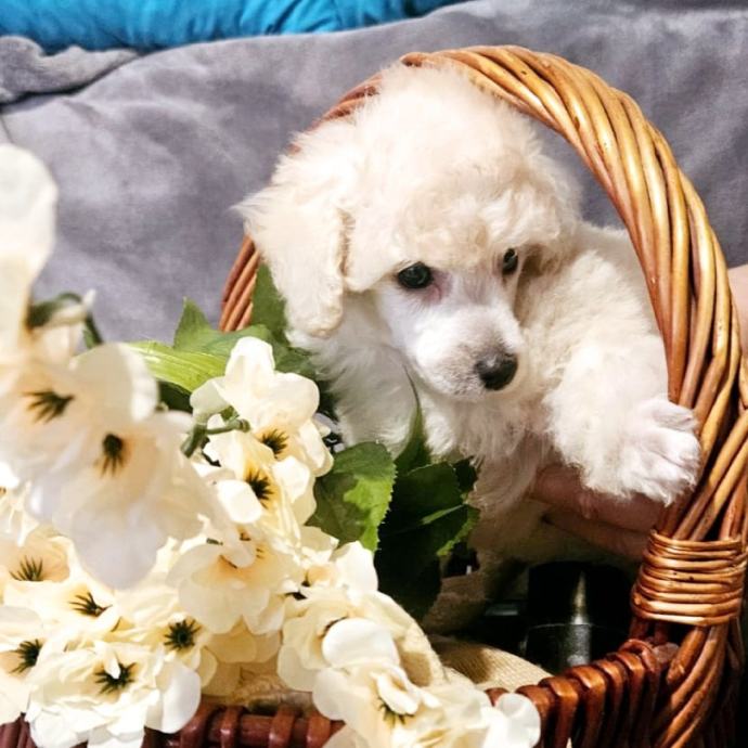 PUDLE, PUDLA, PUDLICE ŠTENCI, bijeli decko, FCI pedigree