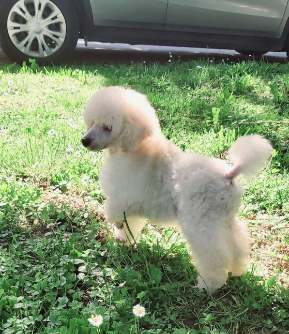 PUDLE, PUDLA, PUDLICE ŠTENCI, bijeli decko, FCI pedigree