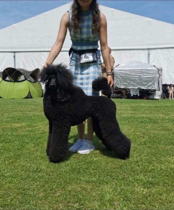 Pudla VELIKA- vrhunska štenad