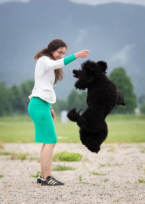 Pudla VELIKA- vrhunska štenad