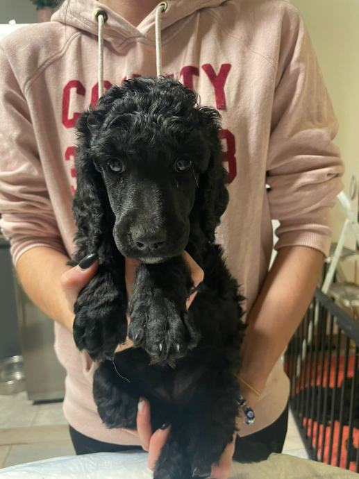 Pudla VELIKA- vrhunska štenad