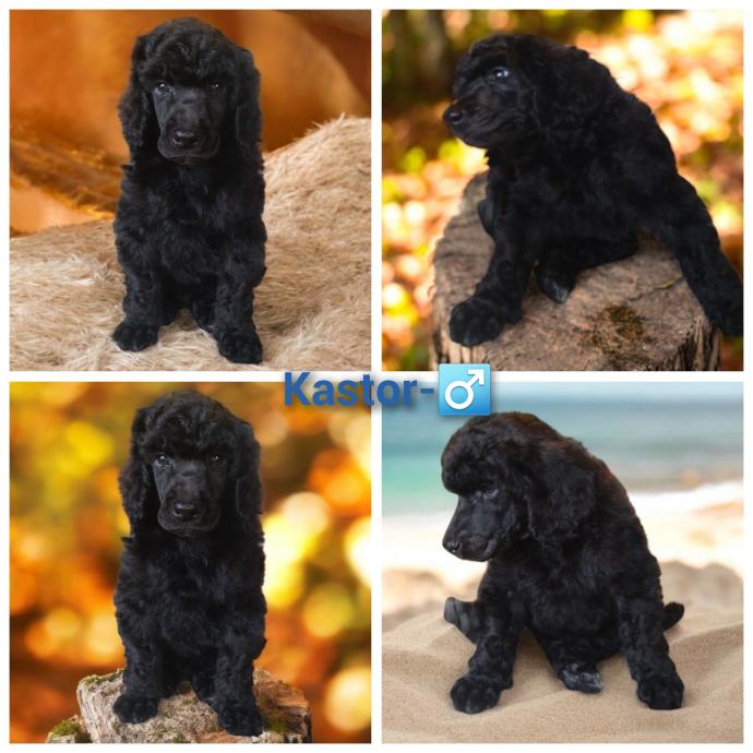 Pudla VELIKA- vrhunska štenad