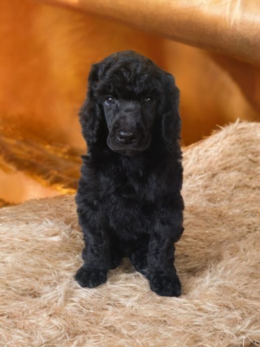 Pudla VELIKA- vrhunska štenad