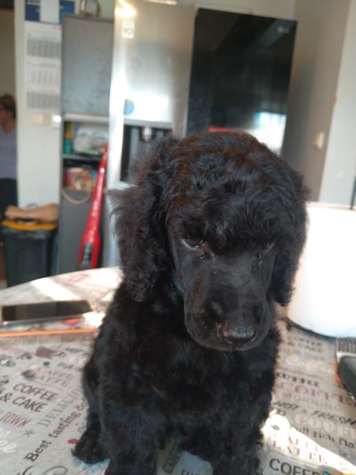 Pudla VELIKA- vrhunska štenad