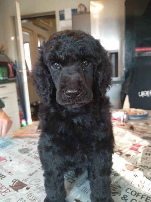 Pudla VELIKA- vrhunska štenad