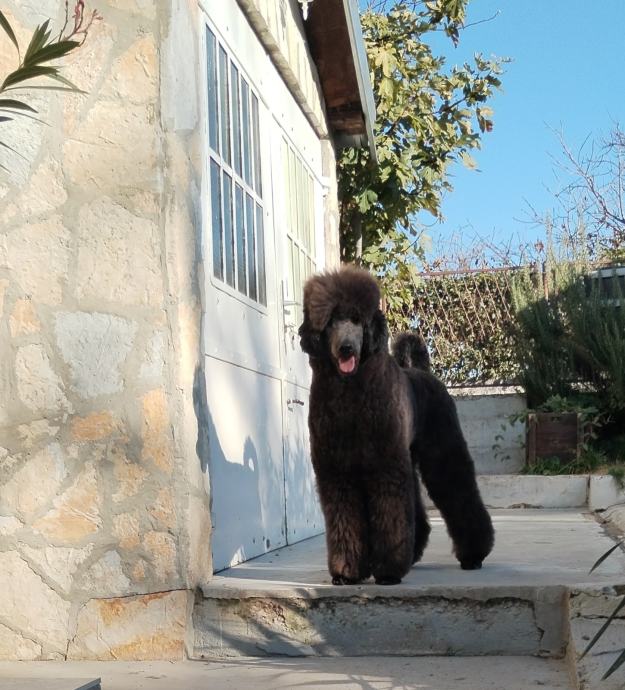 Pudla (standard, kraljevska) - mužjak 16 mjeseci