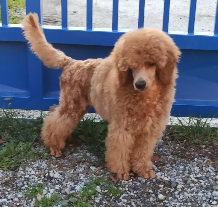 Pudle mini i srednje