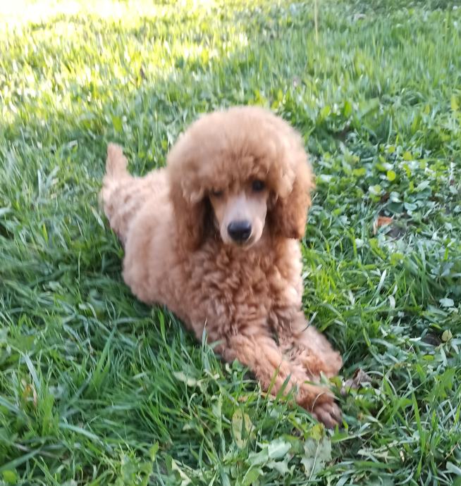 Pudle mini i srednje