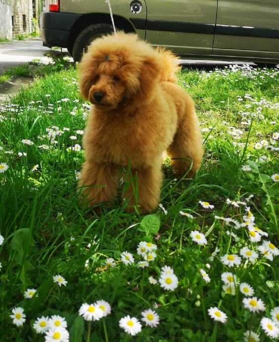 pudle male,pudlice štenci HKS pedigree