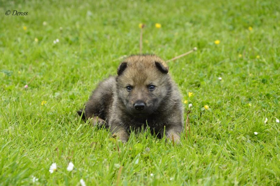 Štenci vukopasa cehoslovacki vuciji pas