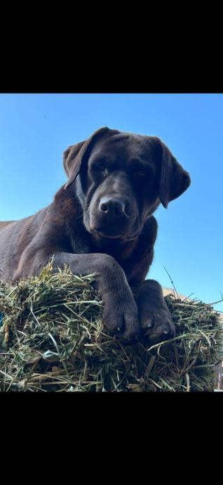 ŠTENCI LABRADORA VRHUNSKE KVALITETE