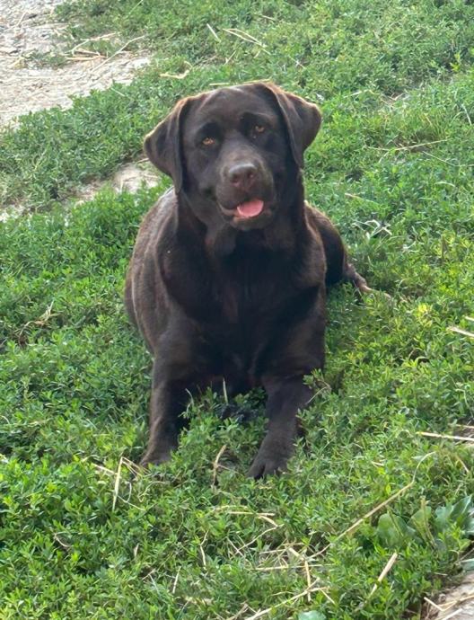 ŠTENCI LABRADORA VRHUNSKE KVALITETE