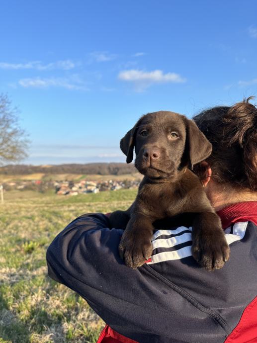 ŠTENCI LABRADORA VRHUNSKE KVALITETE
