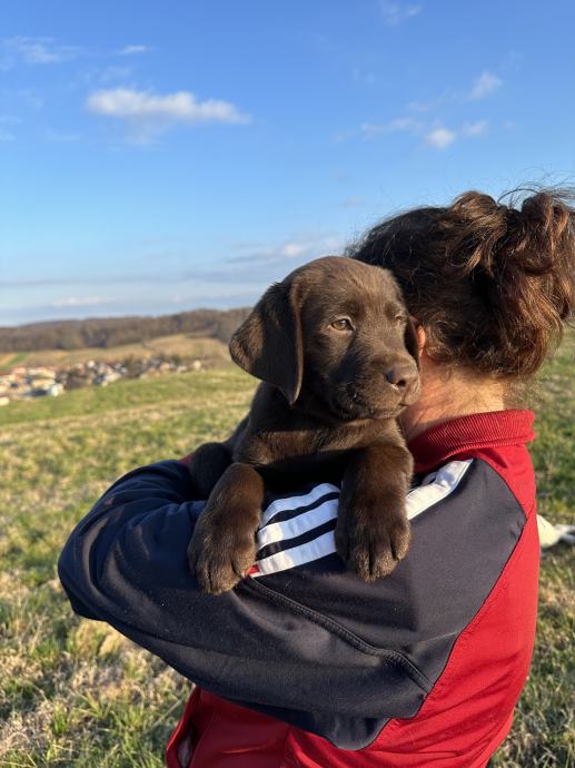 ŠTENCI LABRADORA VRHUNSKE KVALITETE