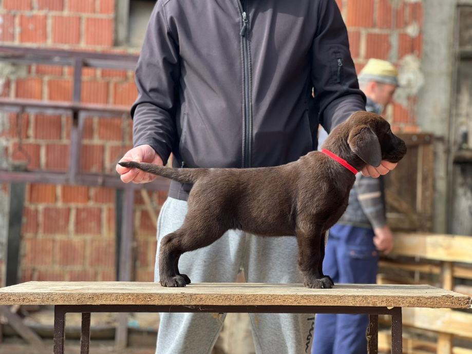 ŠTENCI LABRADORA VRHUNSKE KVALITETE