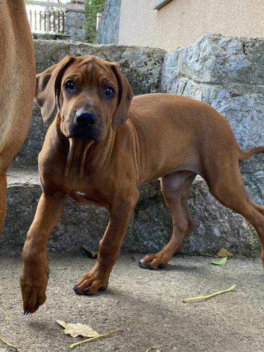 RHODESIAN RIDGEBACK - DVIJE ŽENKE - “TOKIO LITTER”